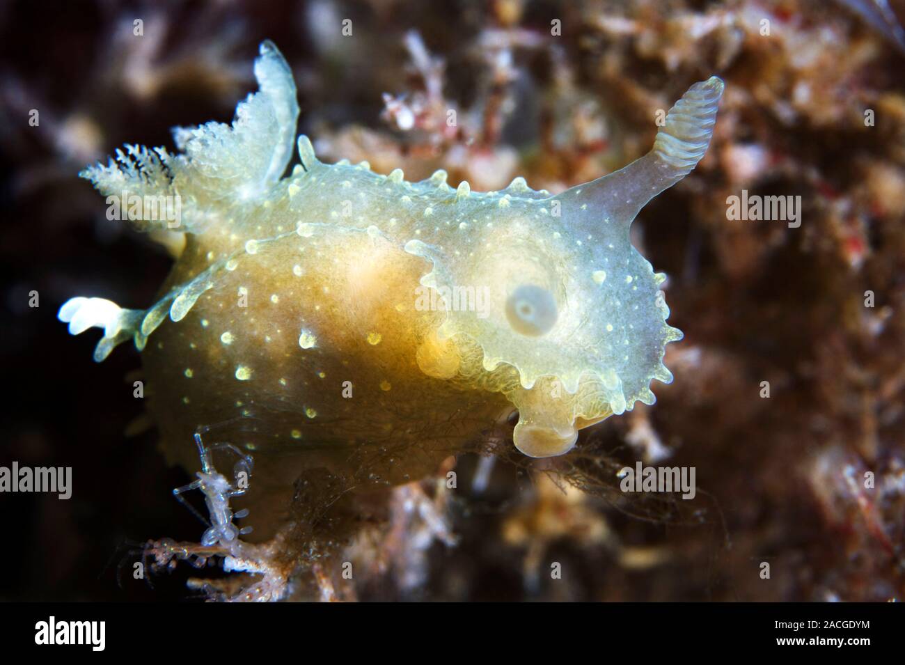 Nudibranch (Palio dubia). Nudibranchs are shell-less marine molluscs ...