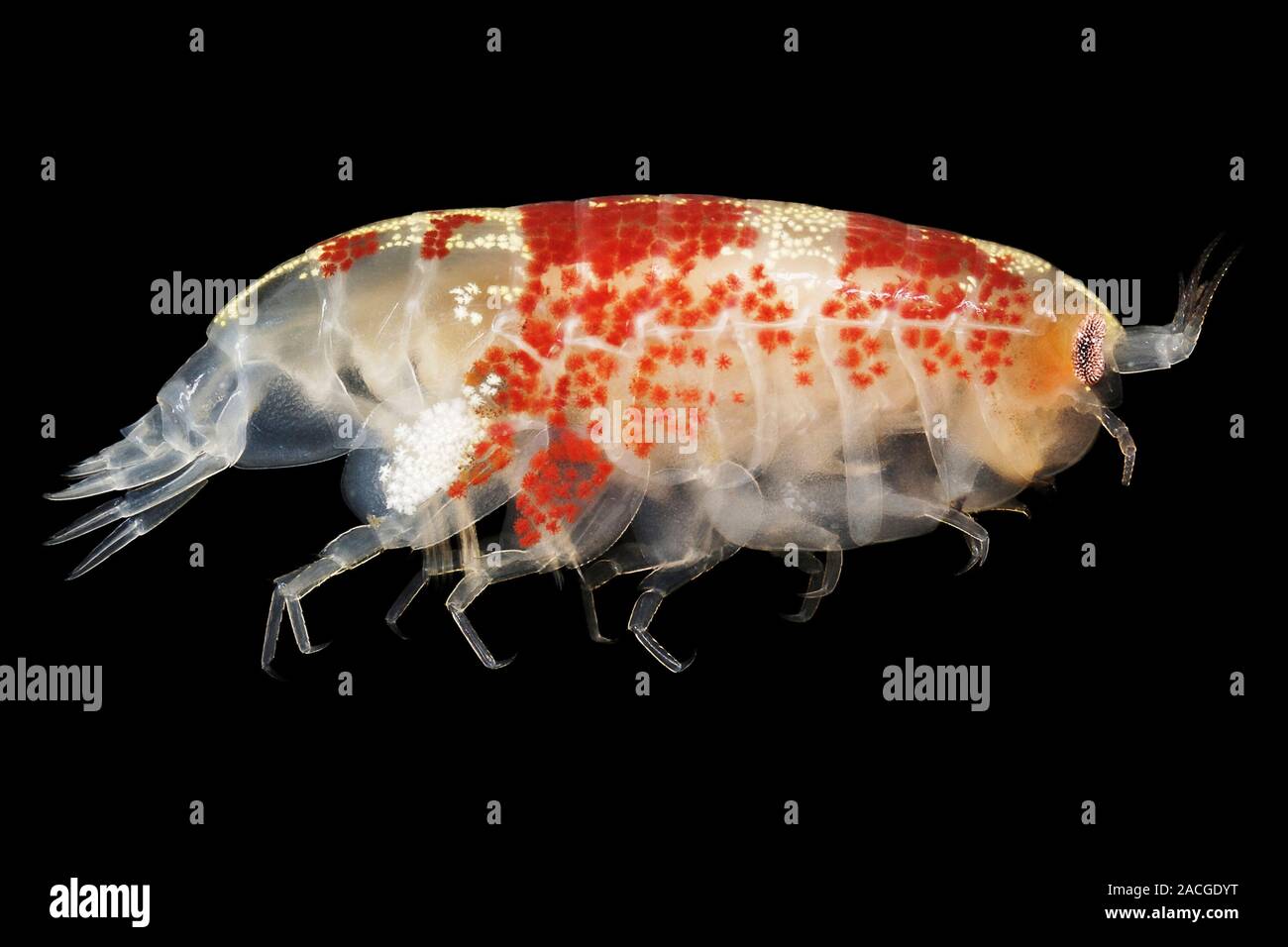 Amphipod crustacean (Socarnes vahlii). Amphipods are small crustaceans ...