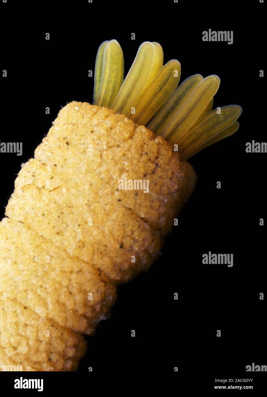 Bristle worm. Head of a polychaete marine worm (Brada villosa) with its ...
