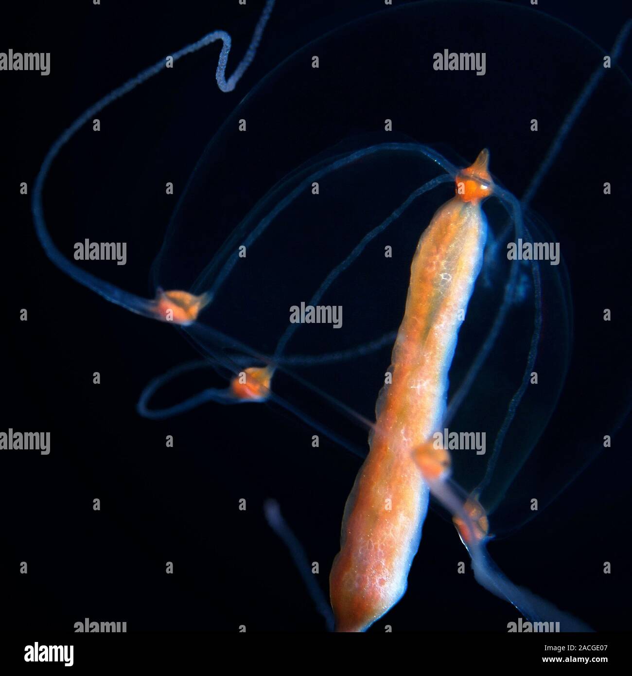 Hydromedusa. Medusa stage of the hydrozoan Sarsia tubulosa ...