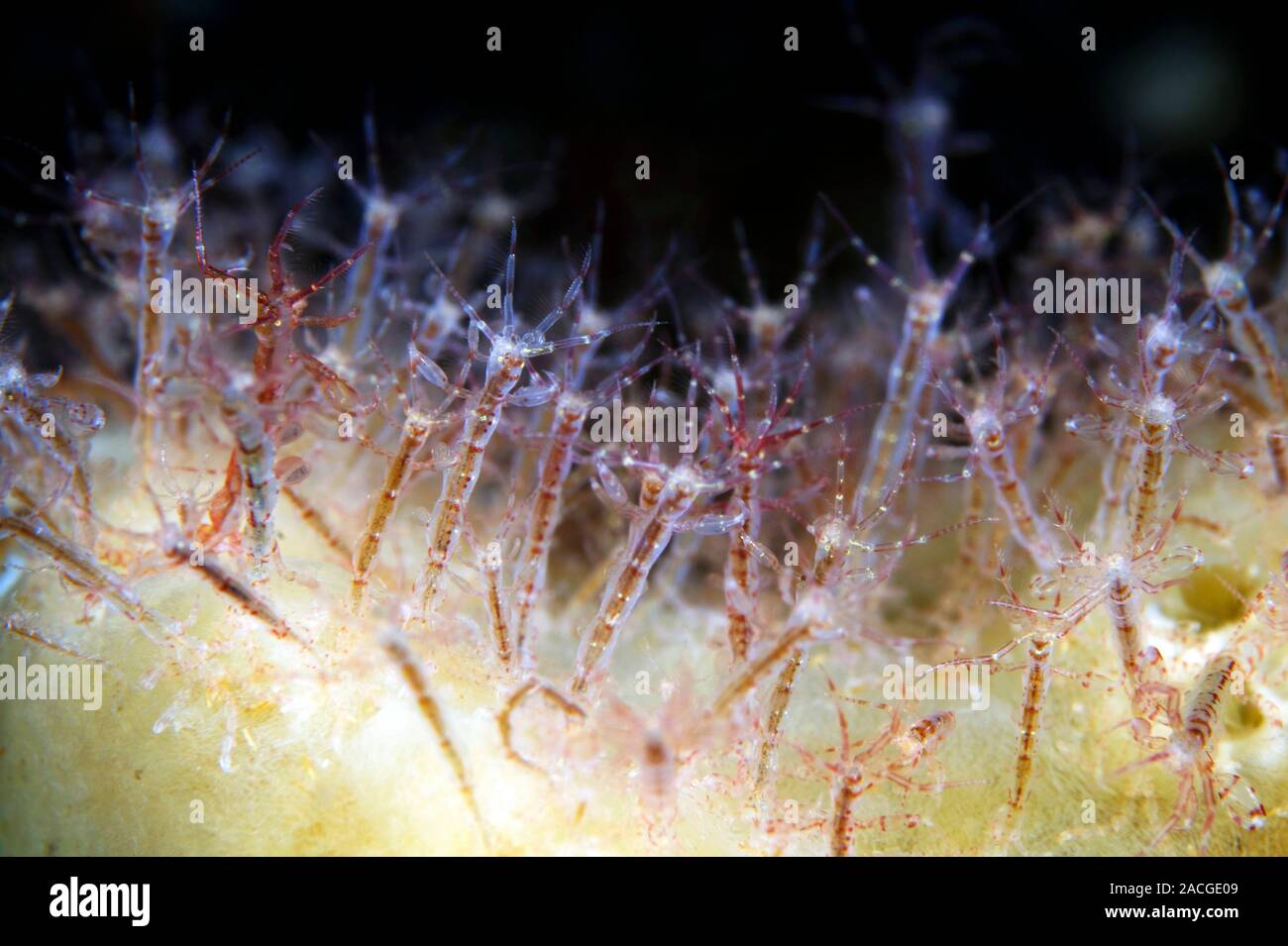 Skeleton shrimp on a sponge. Group of skeleton shrimp (Caprella ...