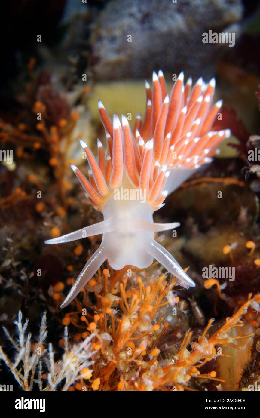 Nudibranch (Flabellina verrucosa) eating hydrozoa (Eudendrium sp ...