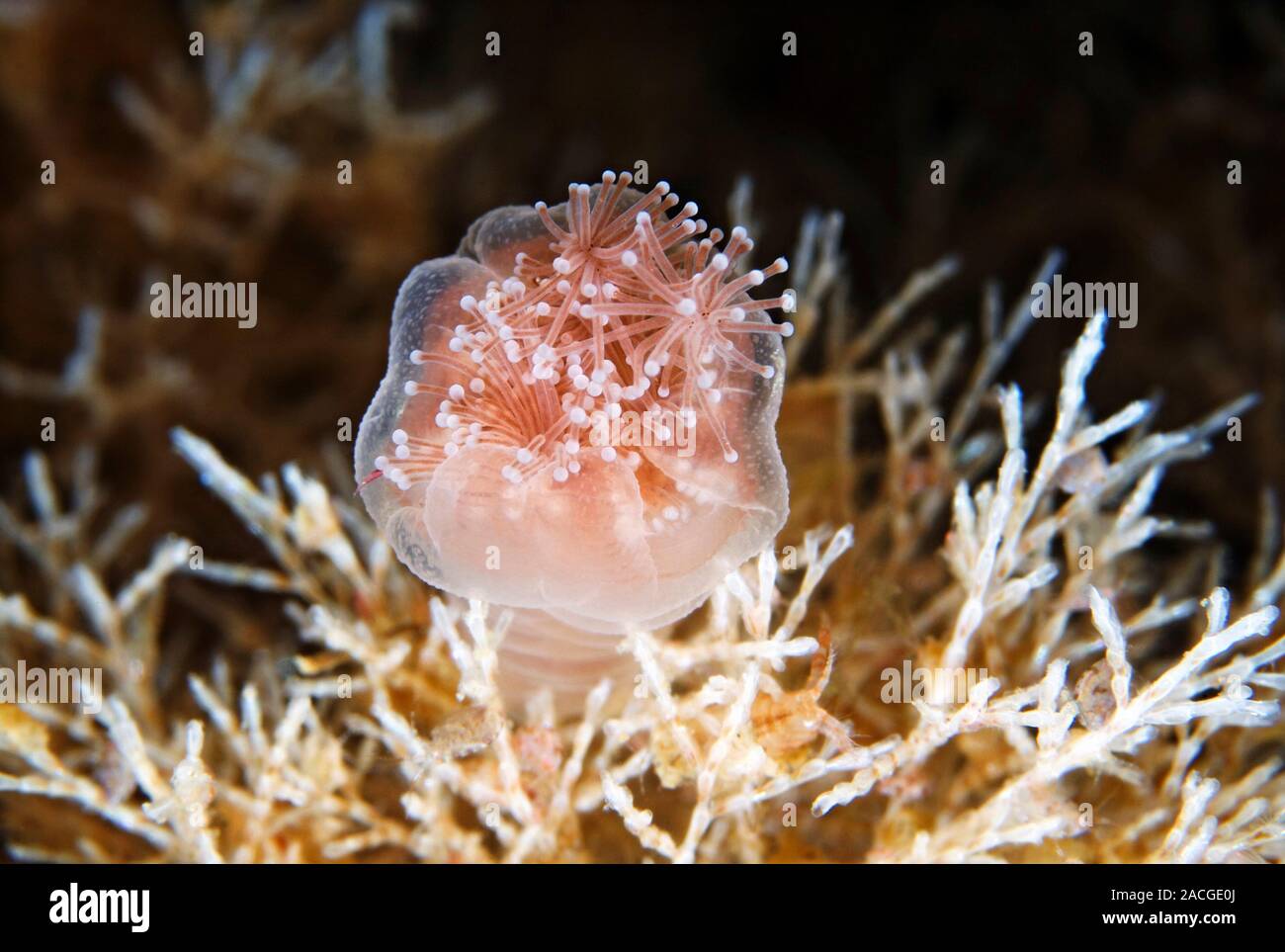 Stalked jellyfish eating a shrimp. Close-up of the tentacled head end ...