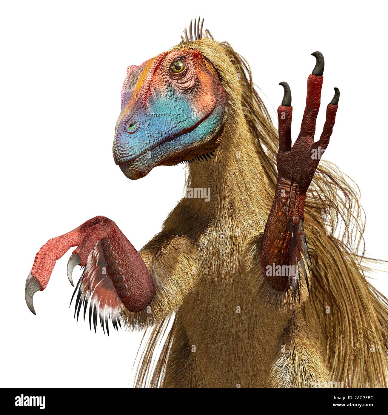 Velociraptor. Computer artwork of a Velociraptor dinosaur. Recent finds ...