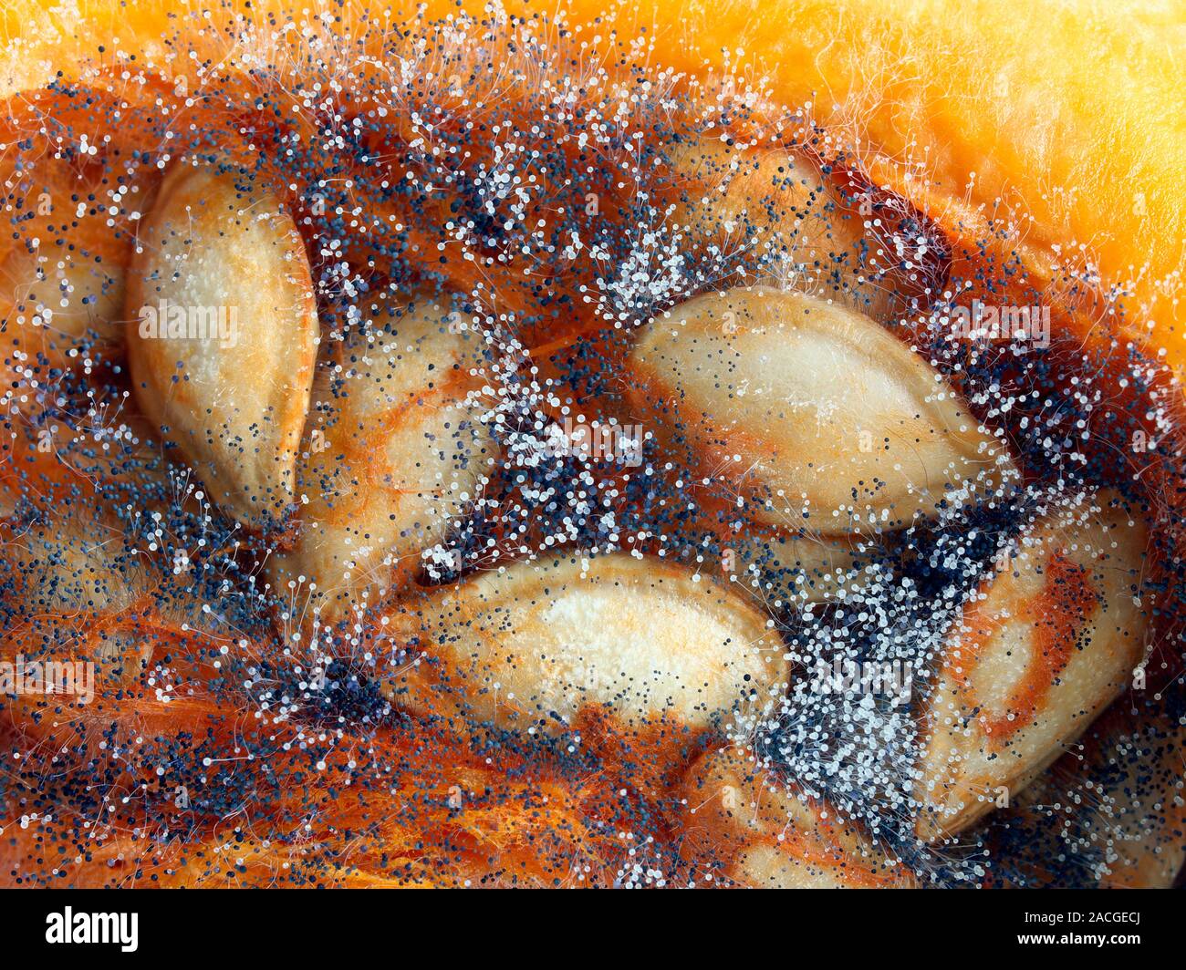 Mouldy pumpkin. Close-up of mould (Rhizopus sp.) growing on a slice of ...