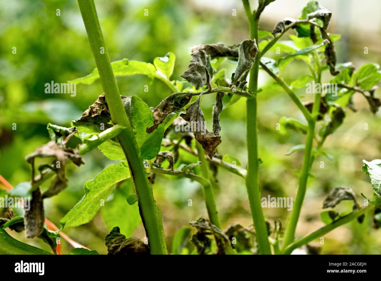 Late blight on a potato (Solanum tuberosum) plant. Late blight is ...