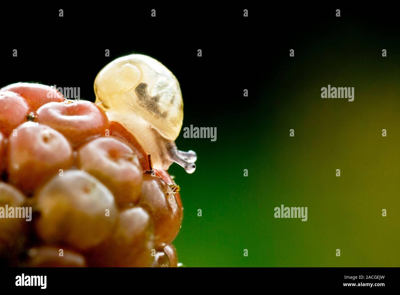 Baby snail on a raspberry (Rubus idaeus). Snails are molluscs that ...