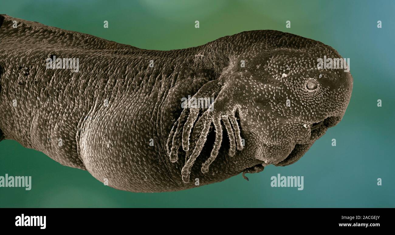 Tadpole head. Profile view of the head of a common frog tadpole (Rana ...