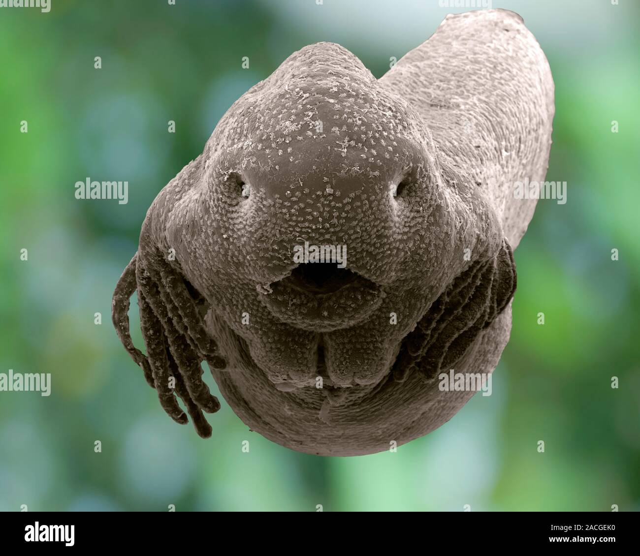 Tadpole head. Front view of the head of a common frog tadpole (Rana ...