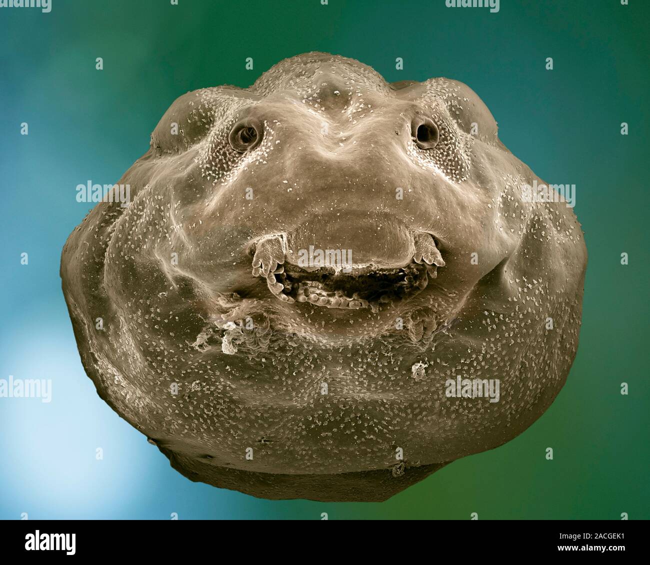 Tadpole head. Front view of the head of a common frog tadpole (Rana ...