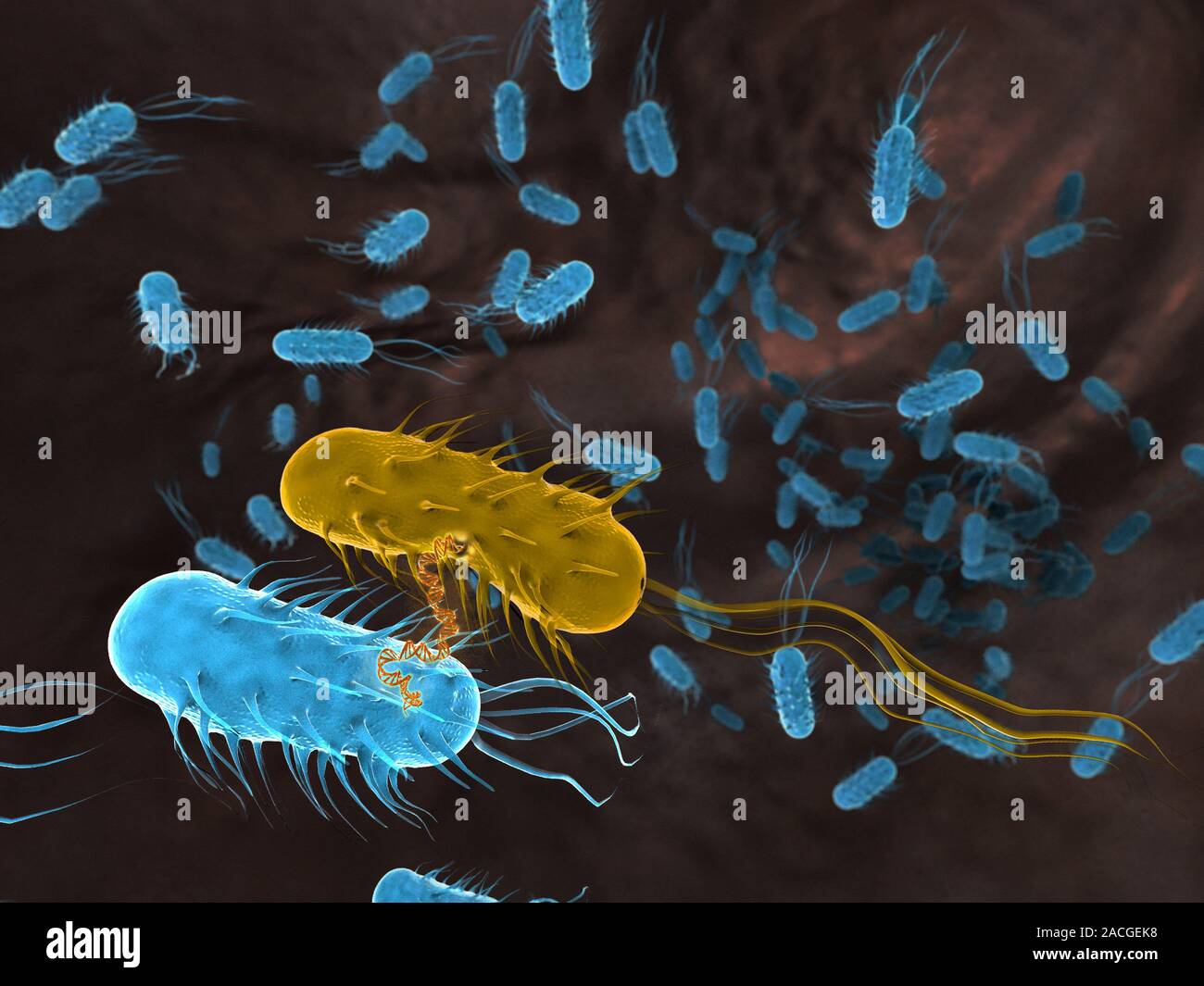 Rod-shaped bacteria transferring DNA. Computer artwork showing two ...