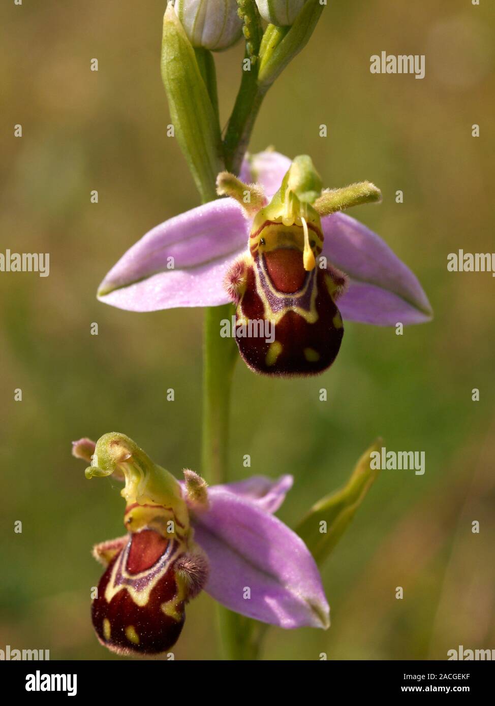 Bee Orchid (Ophrys apifera) flowers that have evolved to look like a ...