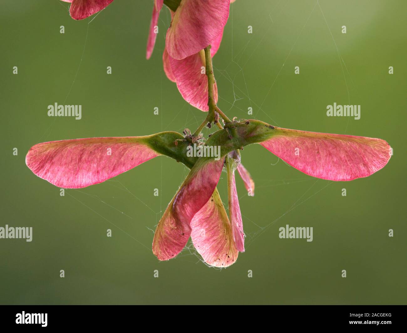 Sycamore (Acer pseudoplatanus) keys. Just two months after the flowers ...