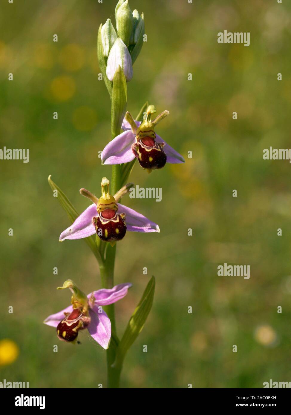 Bee Orchid (Ophrys apifera) flowers which have evolved to look like a ...