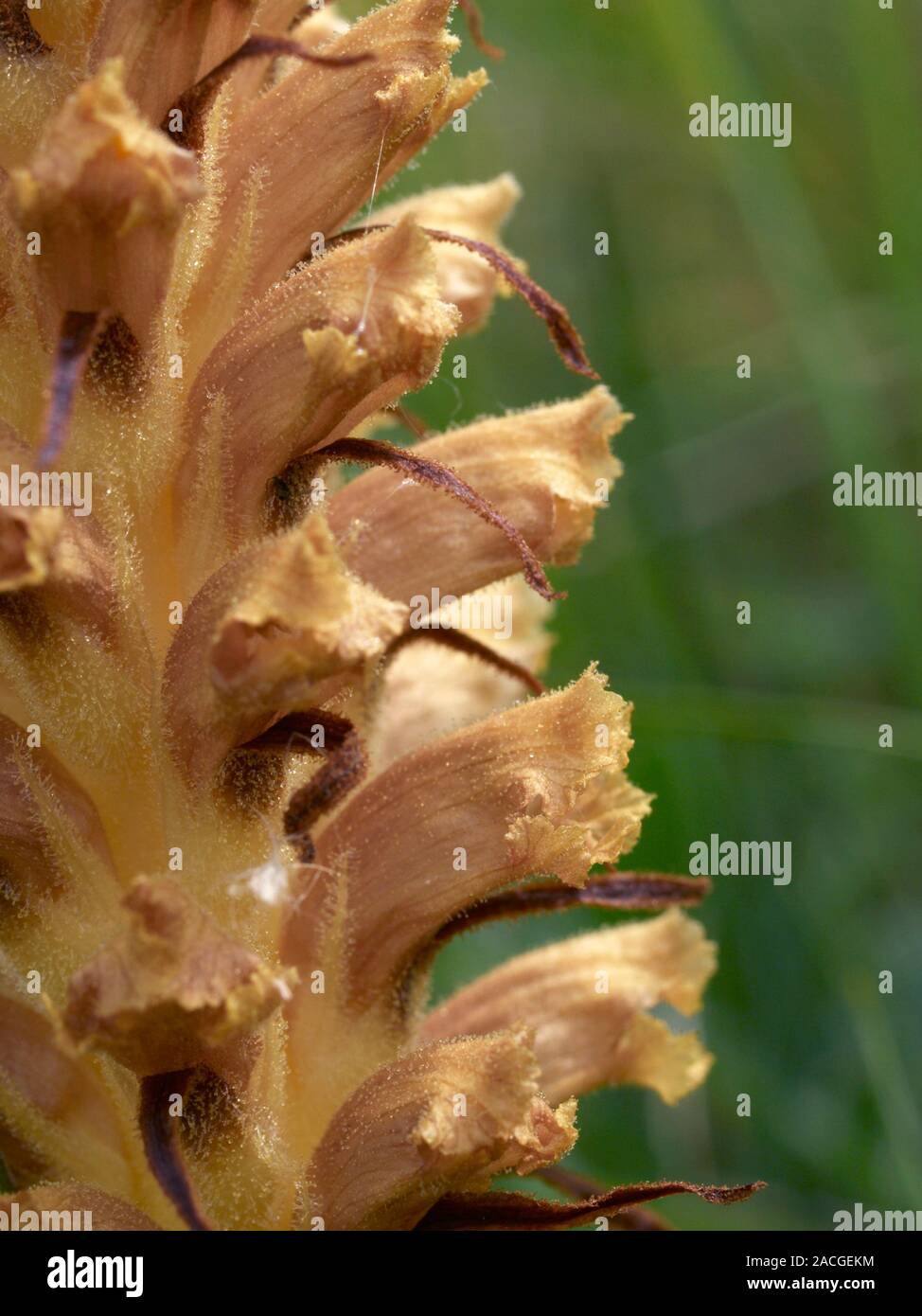 Knapweed Broomrape (Orobanche elatior) flower. Broomrapes are totally ...
