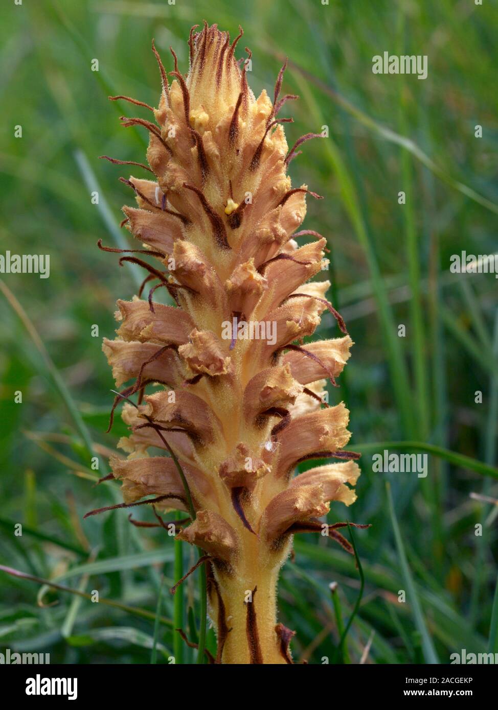 Knapweed Broomrape (Orobanche elatior) flower. Broomrapes are totally ...