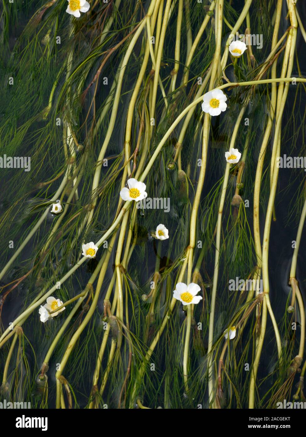 Water Crowfoot (Ranunculus species) in the River Avon in Hampshire, UK ...