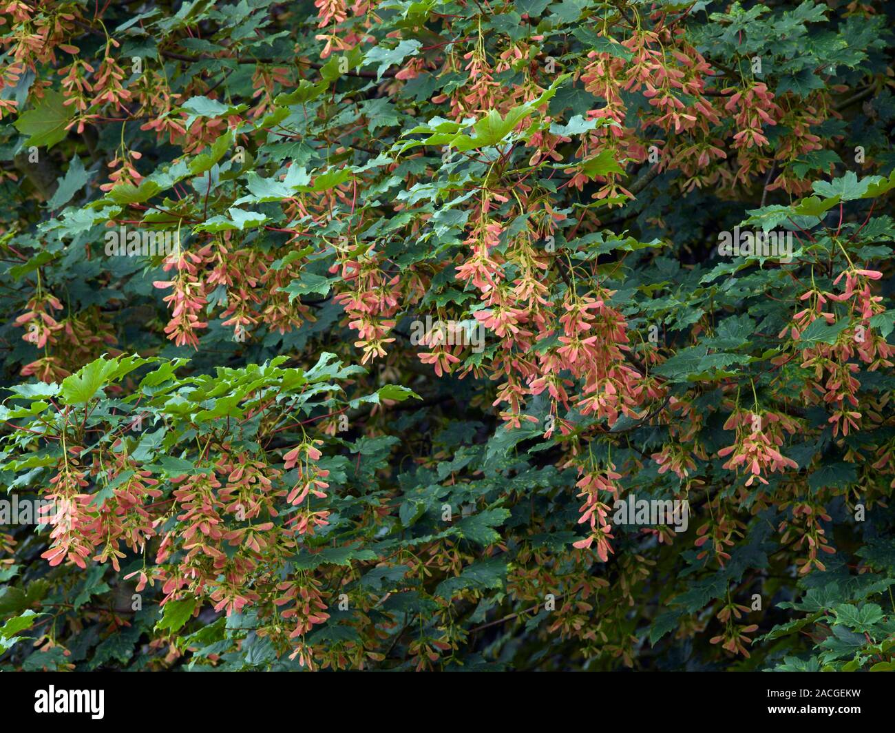 Sycamore (Acer pseudoplatanus) foliage and keys. Just two months after ...