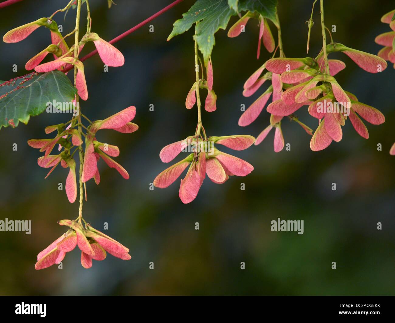 Sycamore (Acer pseudoplatanus) keys. Just two months after the flowers ...