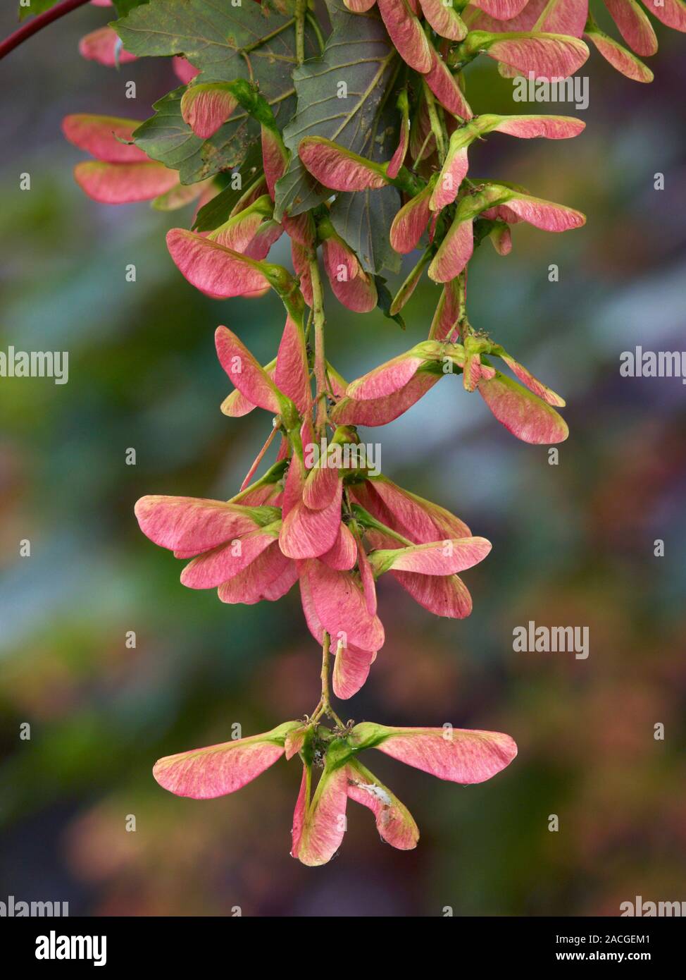 Sycamore (Acer pseudoplatanus) keys. Just two months after the flowers ...