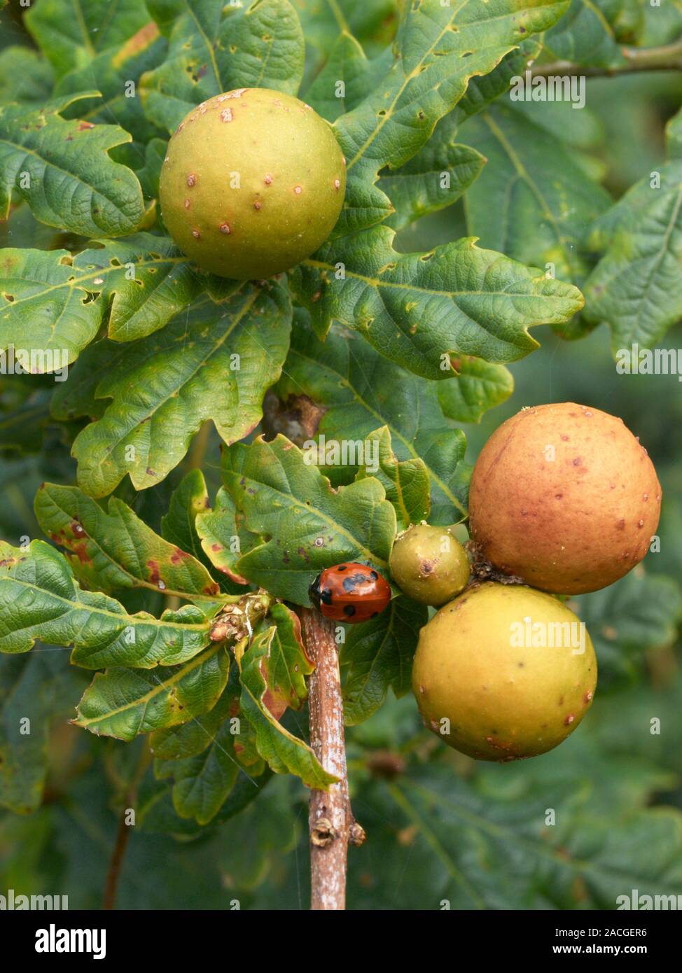 Oak Marble galls caused by the Andricus kollari gall wasp on a ...