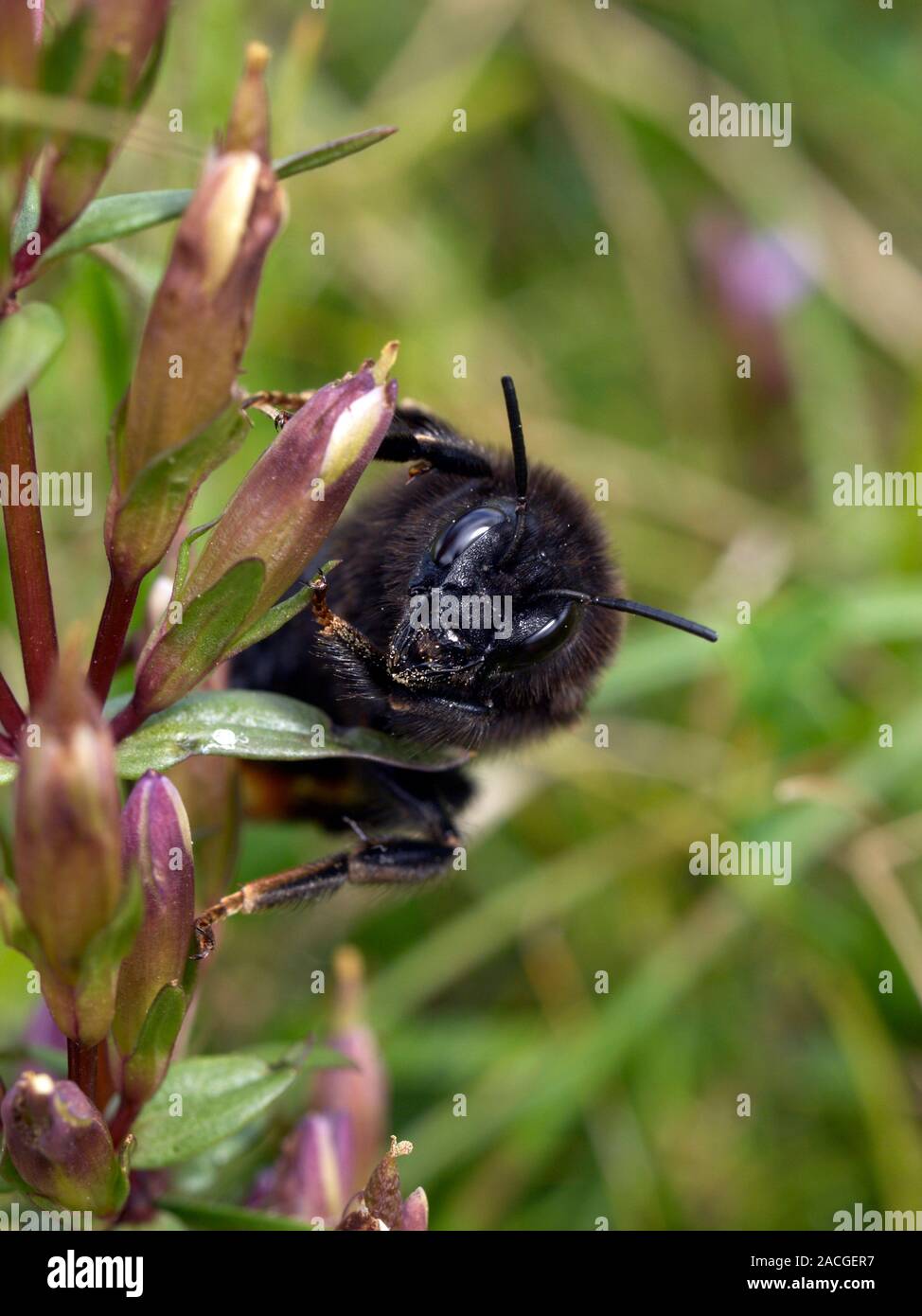 A female Cuckoo Bumblebee (Bombus rupestris), also known as Inquiline ...