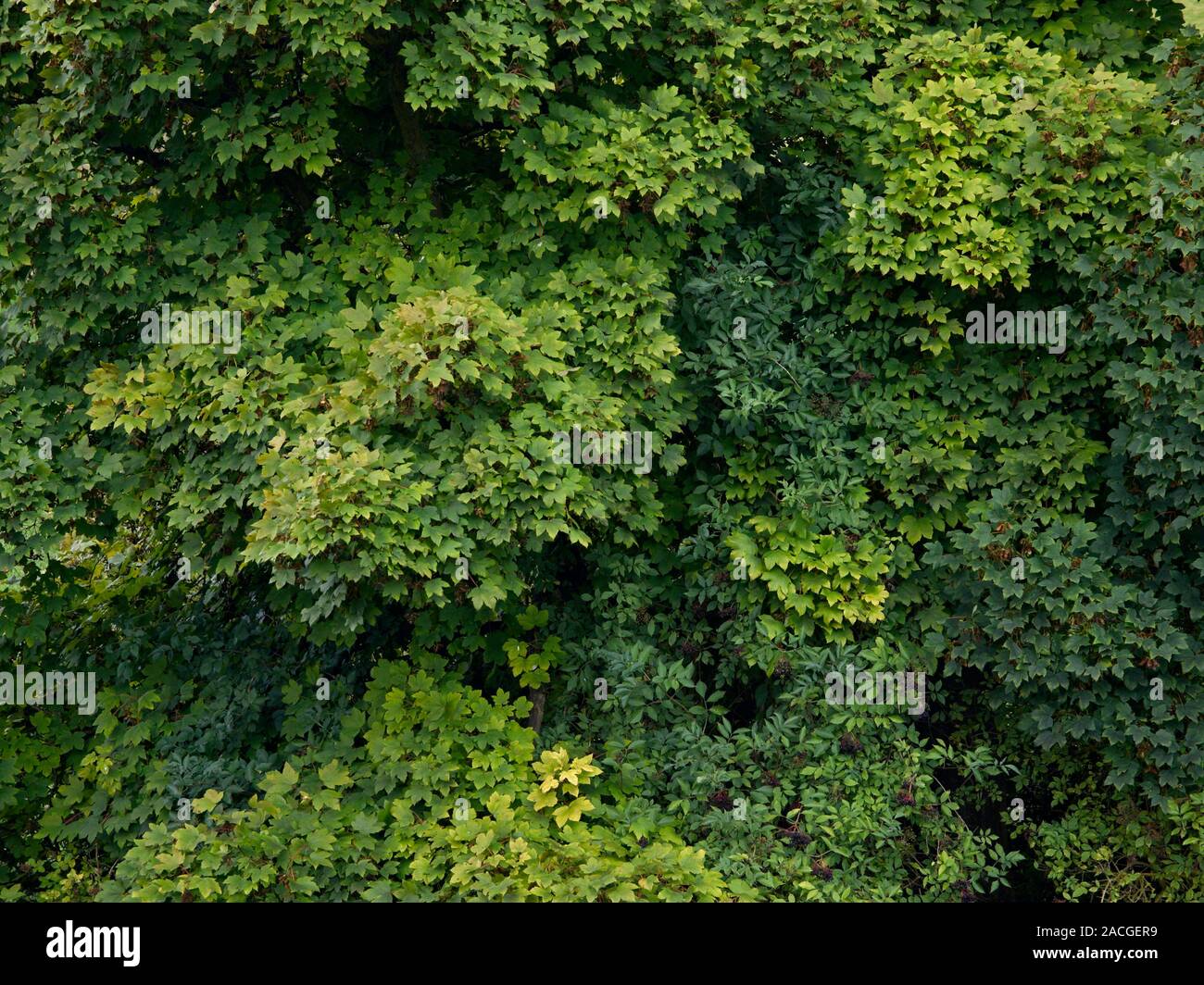Sycamore (Acer pseudoplatanus) tree, with Elder (Sambucus) to the right ...