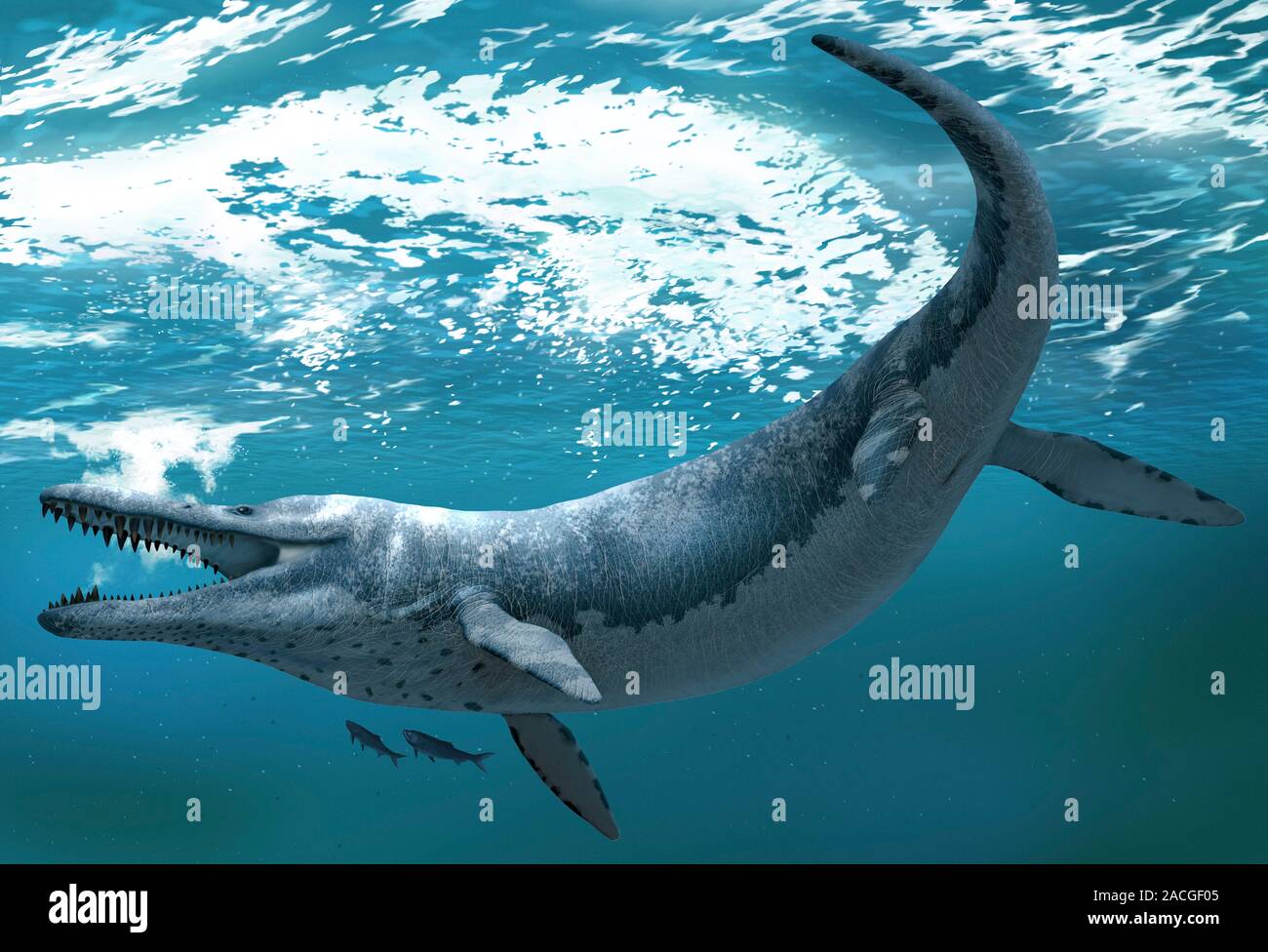 Kronosaurus extinct marine reptile. Artwork of Kronosaurus (Kronosaurus ...