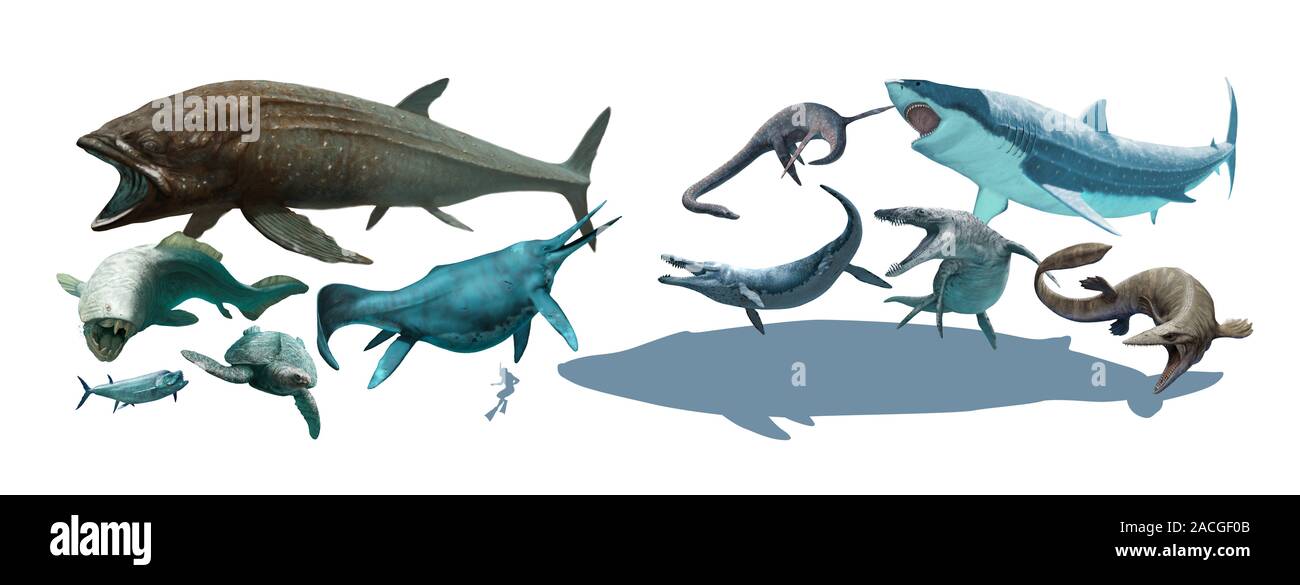 Prehistoric marine animals. Artwork showing various extinct and living ...