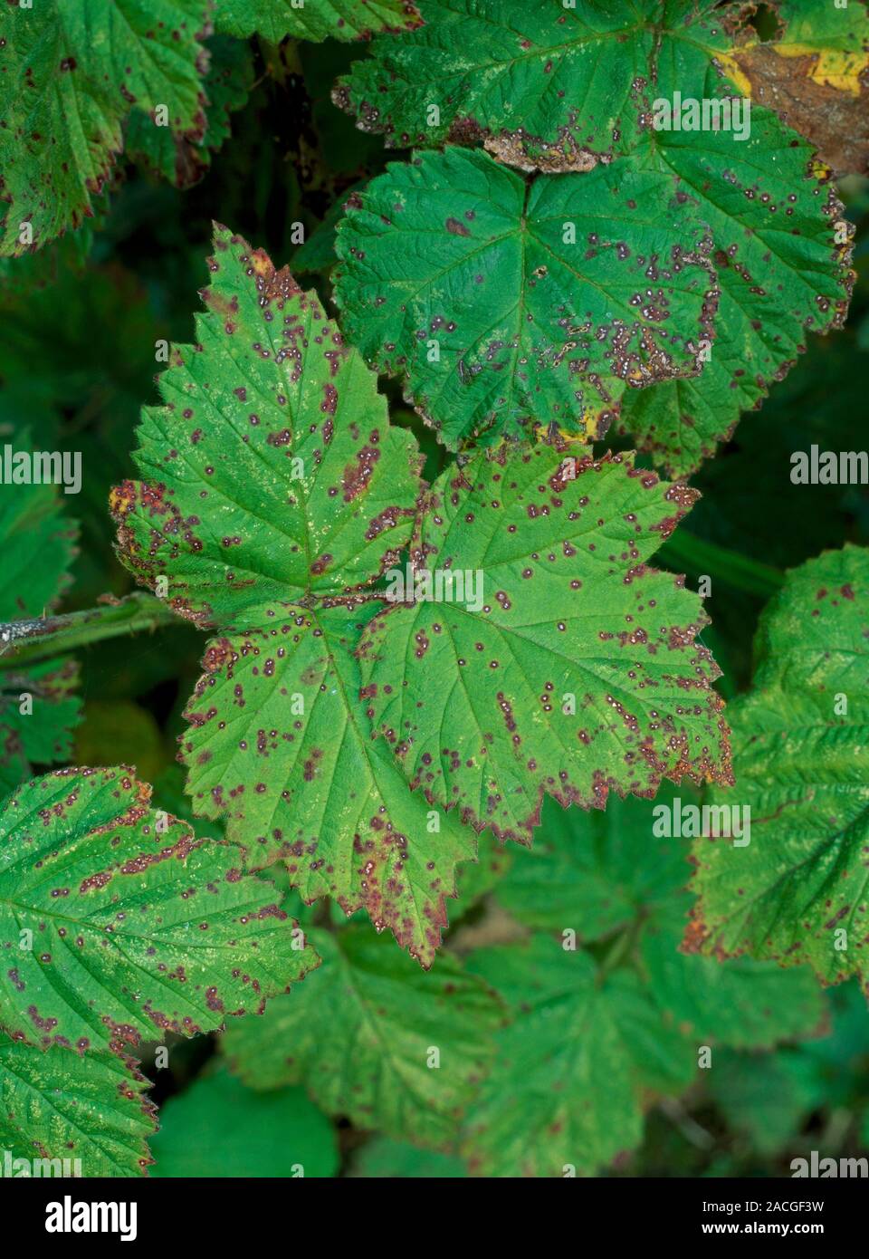 Raspberry cane and leaf spot (Elsinoe veneta) on loganberry foliage ...