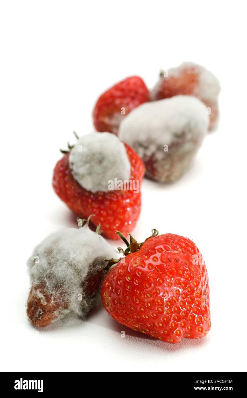 Mouldy strawberries (Fragaria x ananassa). Fungus (grey) growing over ...