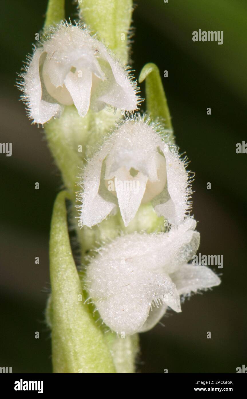 Creeping Ladies Tresses (Goodyera repens) flowers. The name Ladies ...