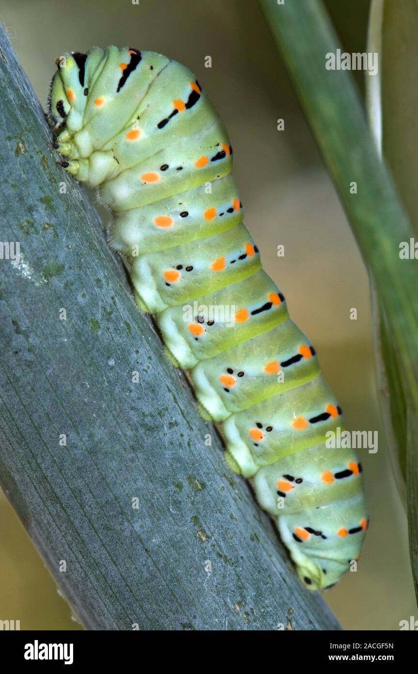 Common Swallowtail (Papilio machaon) larvae on fennel. In their later stages, the larvae of this ...