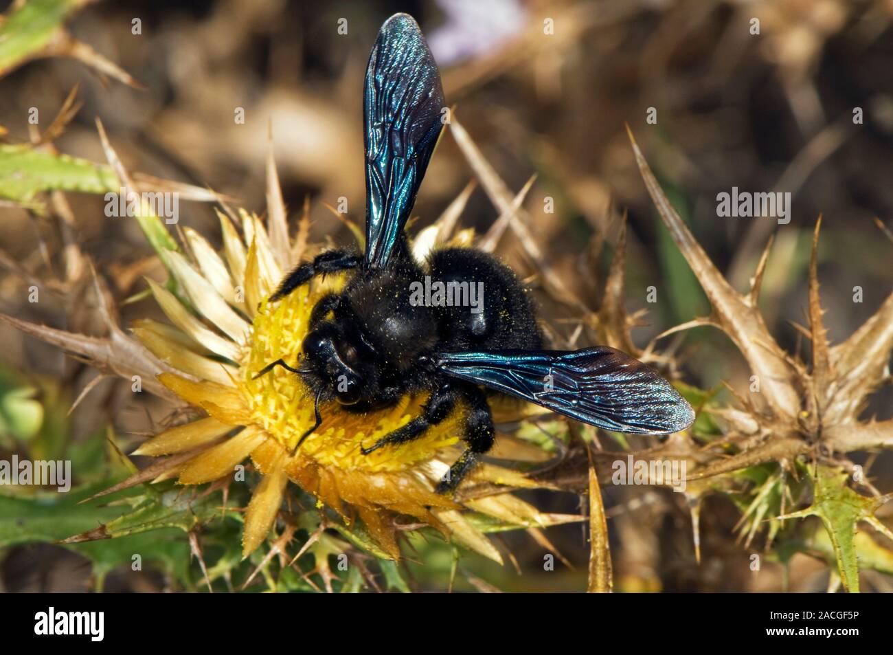 Violet Carpenter Bee (Xylocopa violacea) on a flower. These bees nest ...