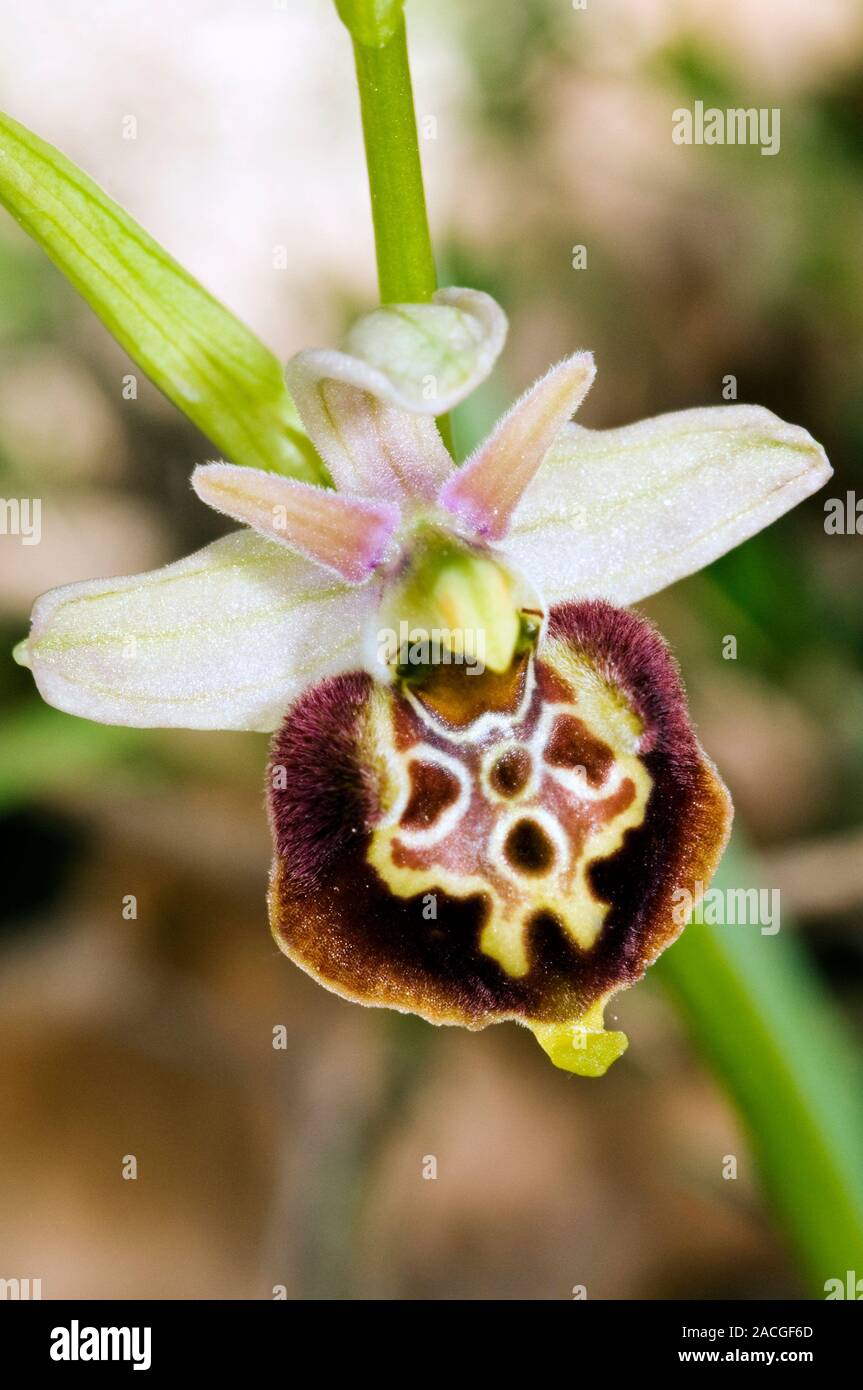 Late Spider Orchid (Ophrys fuciflora) flower. This plant is extremely ...