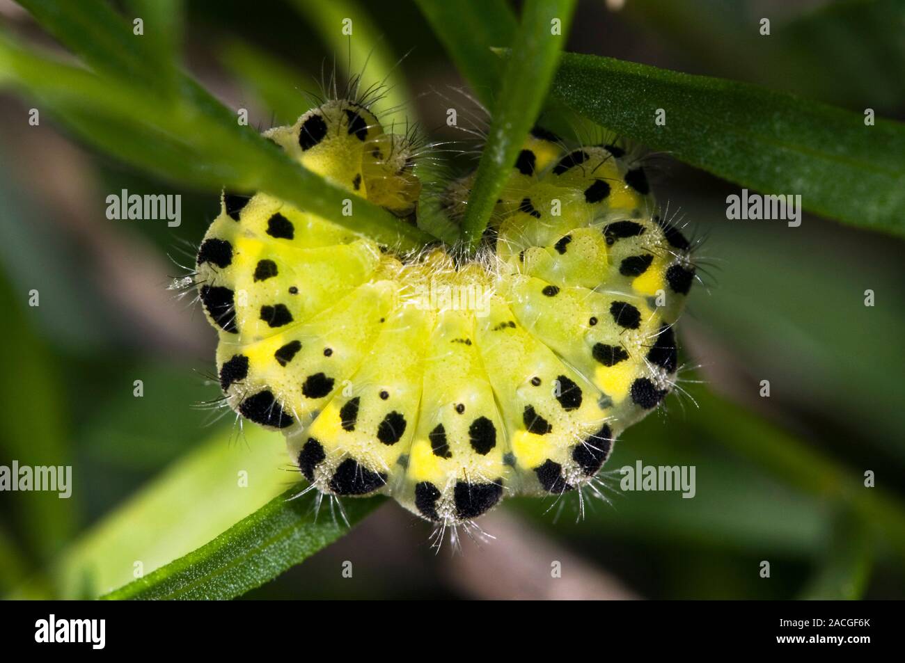 A Six-spot Burnet Moth caterpillar (Zygaena filipendulae) curled around ...