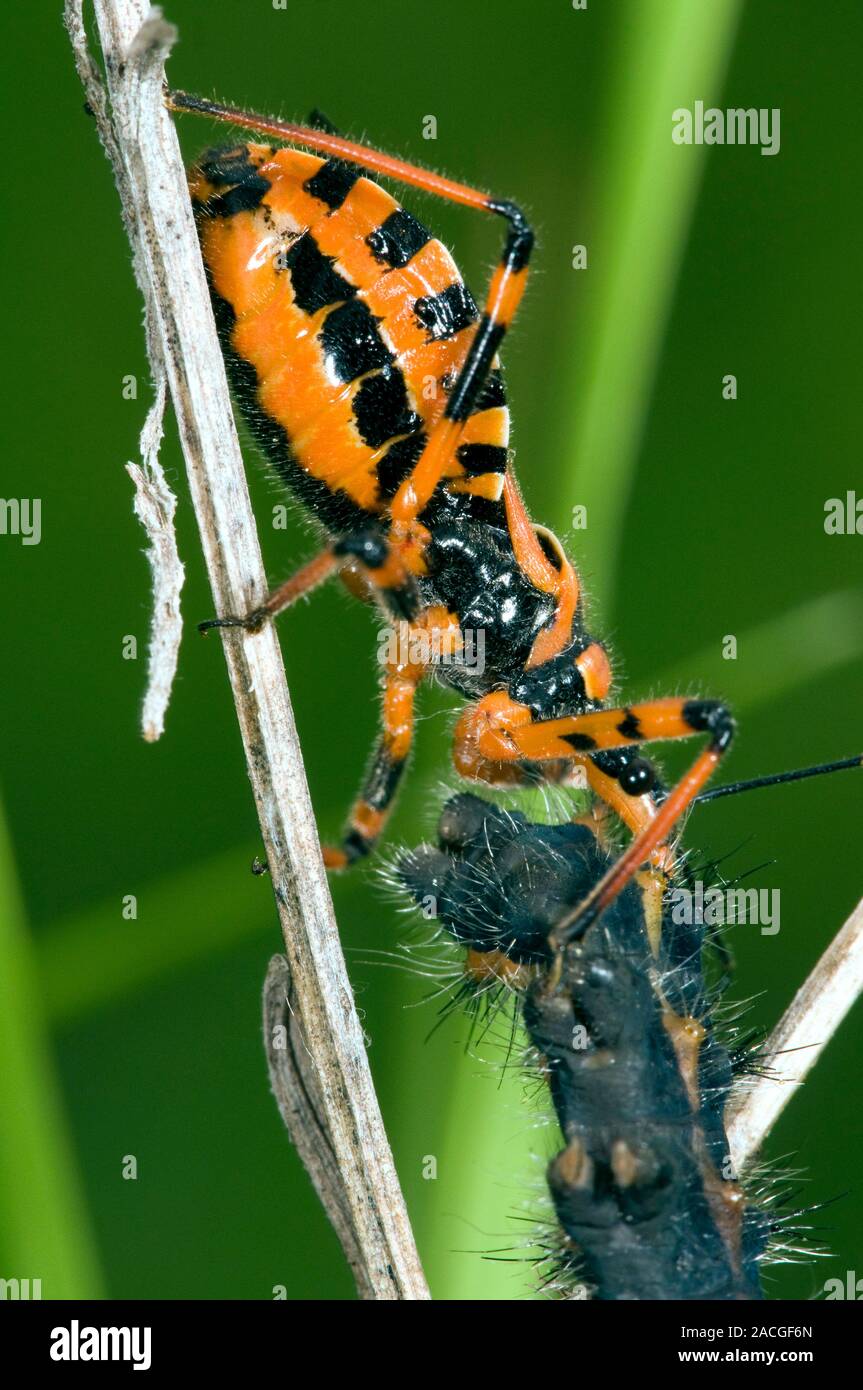 An Assassin Bug (Rhinocoris iracundus) inserting its proboscis into a ...