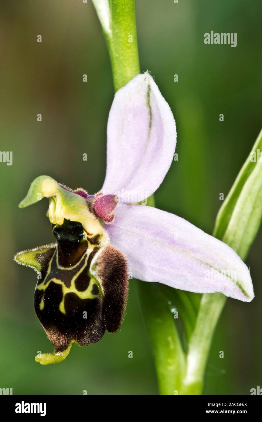 Late Spider Orchid (Ophrys fuciflora) flower. This plant is extremely ...