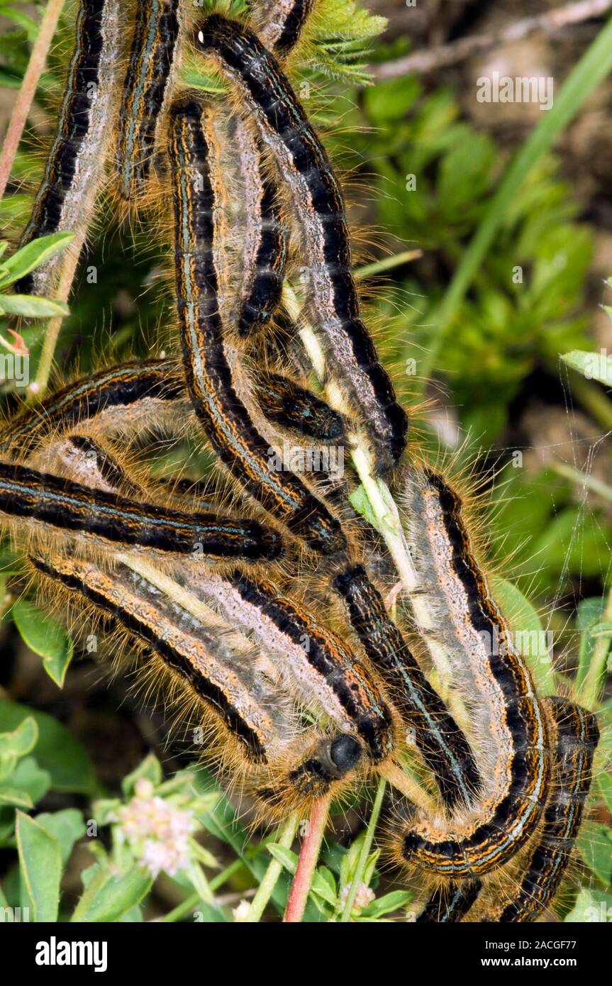 Lackey Moth caterpillars (Malacosoma neustria) soon after hatching in ...