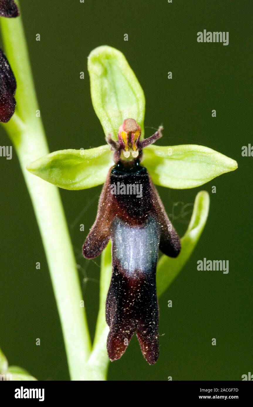 Fly Orchid (Ophrys insectifera) flower Stock Photo - Alamy