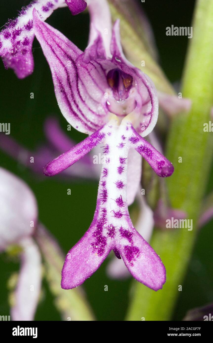 Military Orchid (Orchis militaris) flower. These orchids are endangered ...