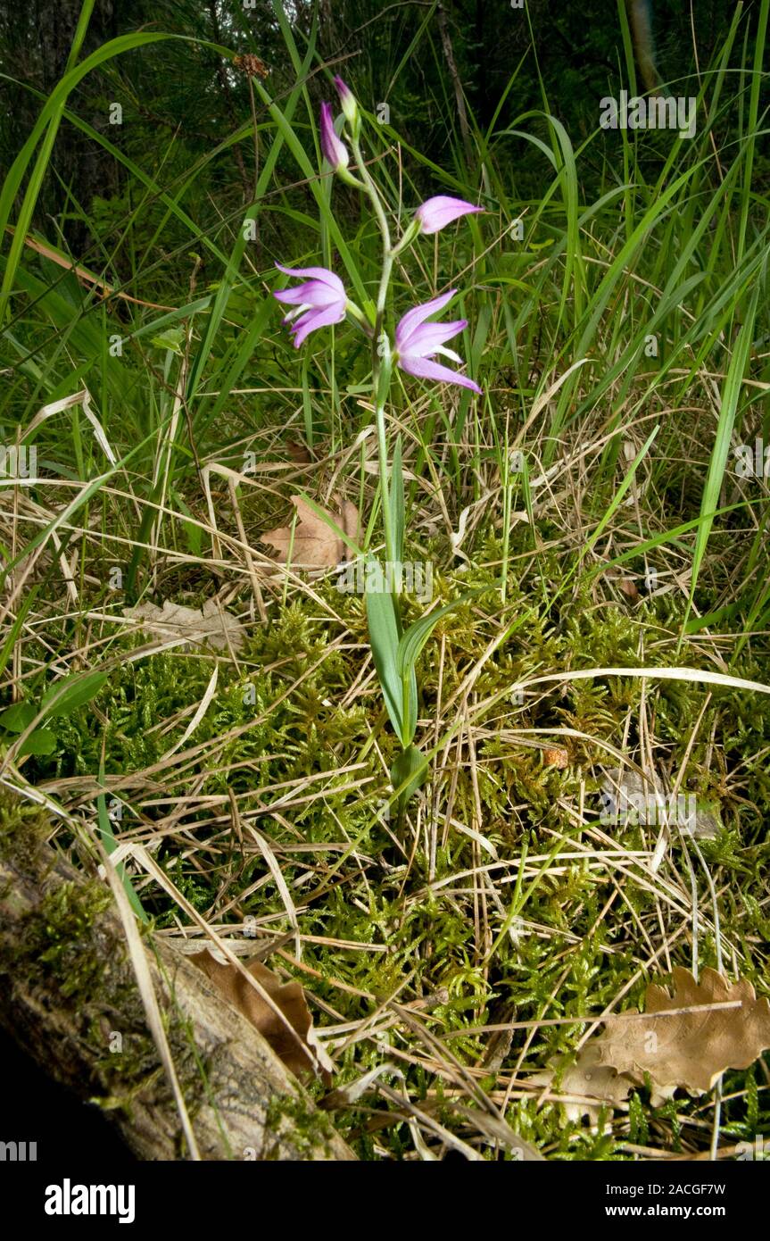 Red Heleborine (Cephalanthera rubra) flowers, which is an orchid of ...