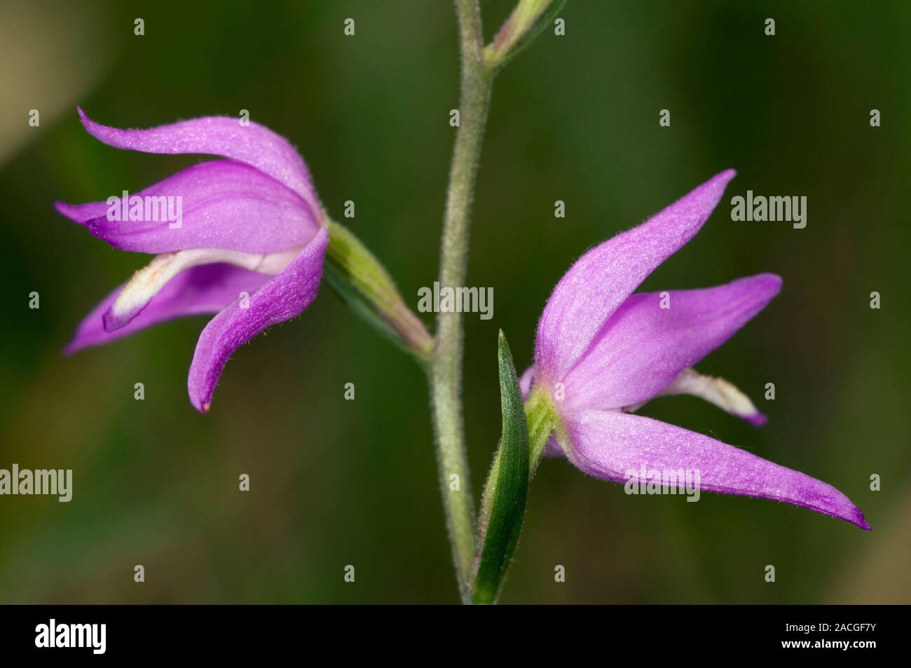 Red Heleborine (Cephalanthera rubra) flowers, which is an orchid of ...
