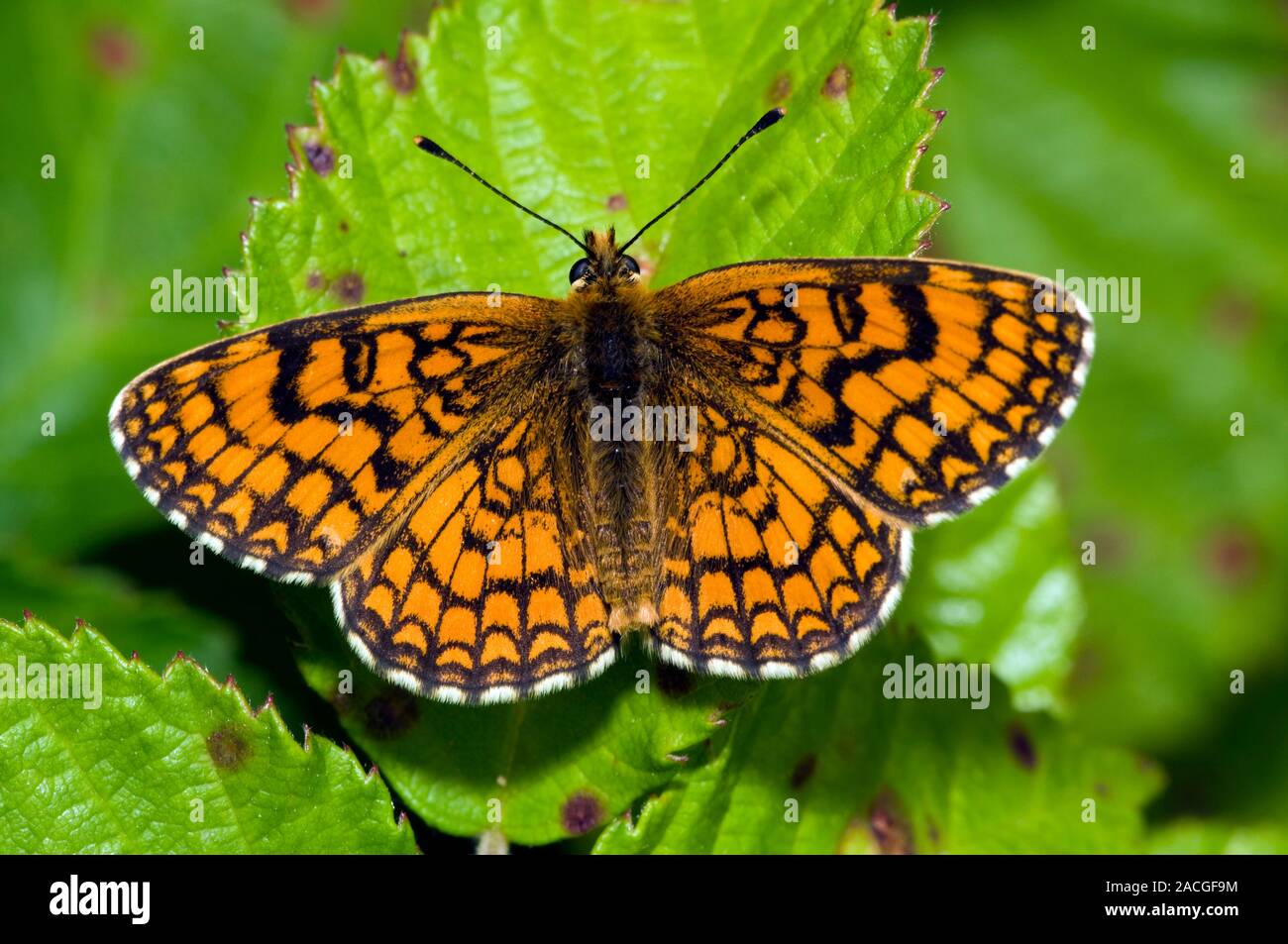Knapweed Fritillary butterfly (Melitaea phoebe Stock Photo - Alamy