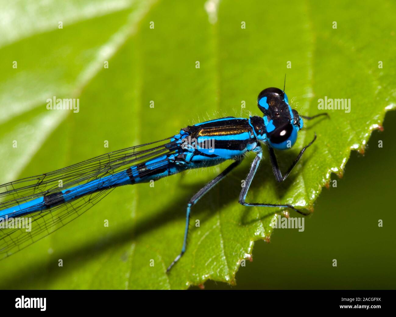 Female Common Blue Damselfly (Enallagma cyathigerum), also known as ...