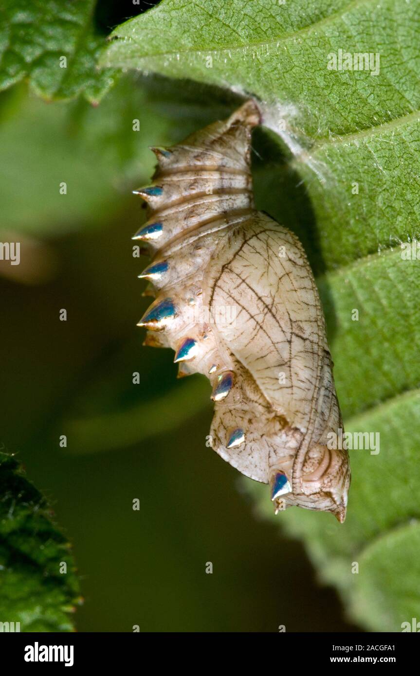 Chrysalis of a Marbled Fritillary butterfly (Brenthis daphne). The ...