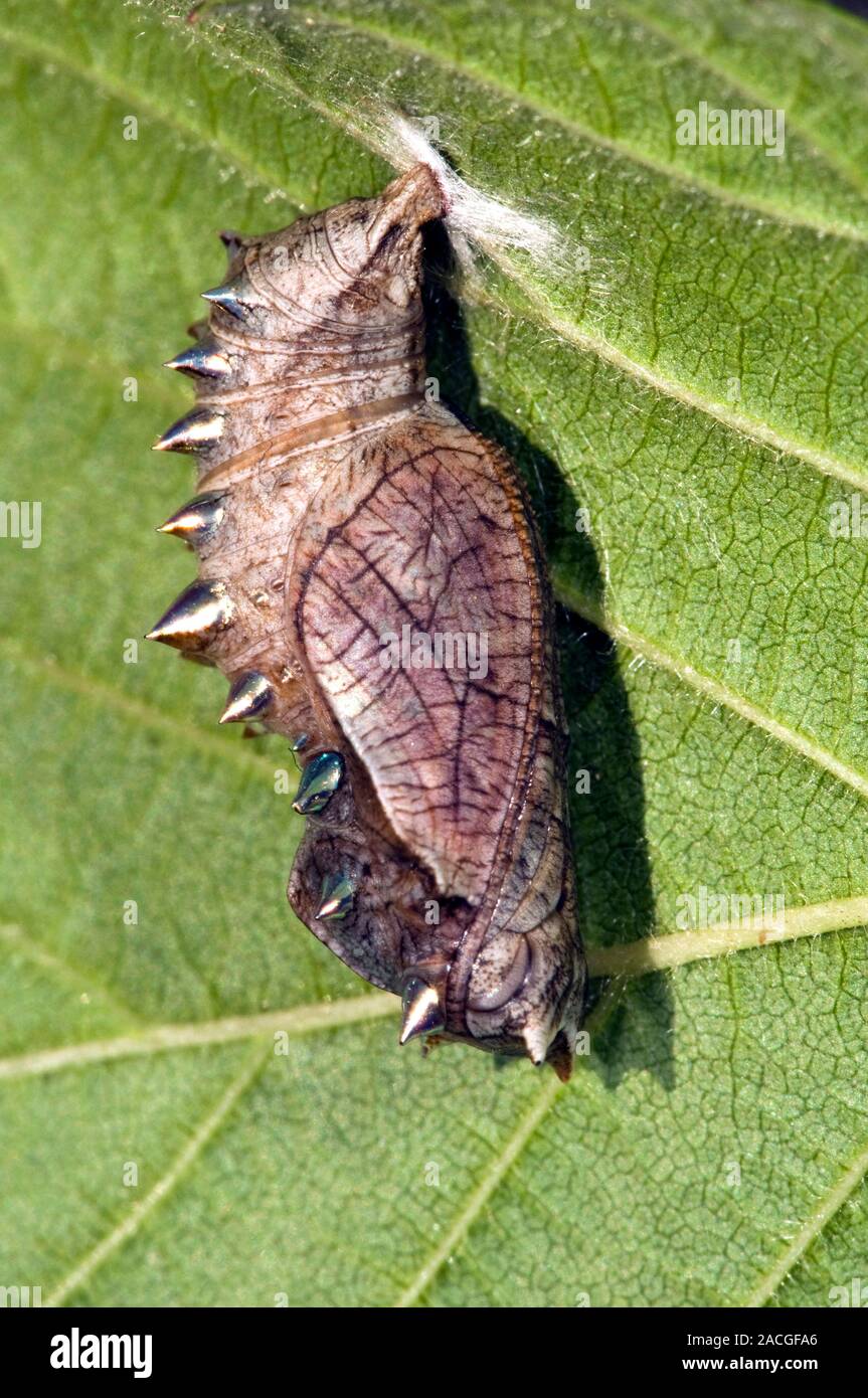 Chrysalis of a Marbled Fritillary butterfly (Brenthis daphne). The ...