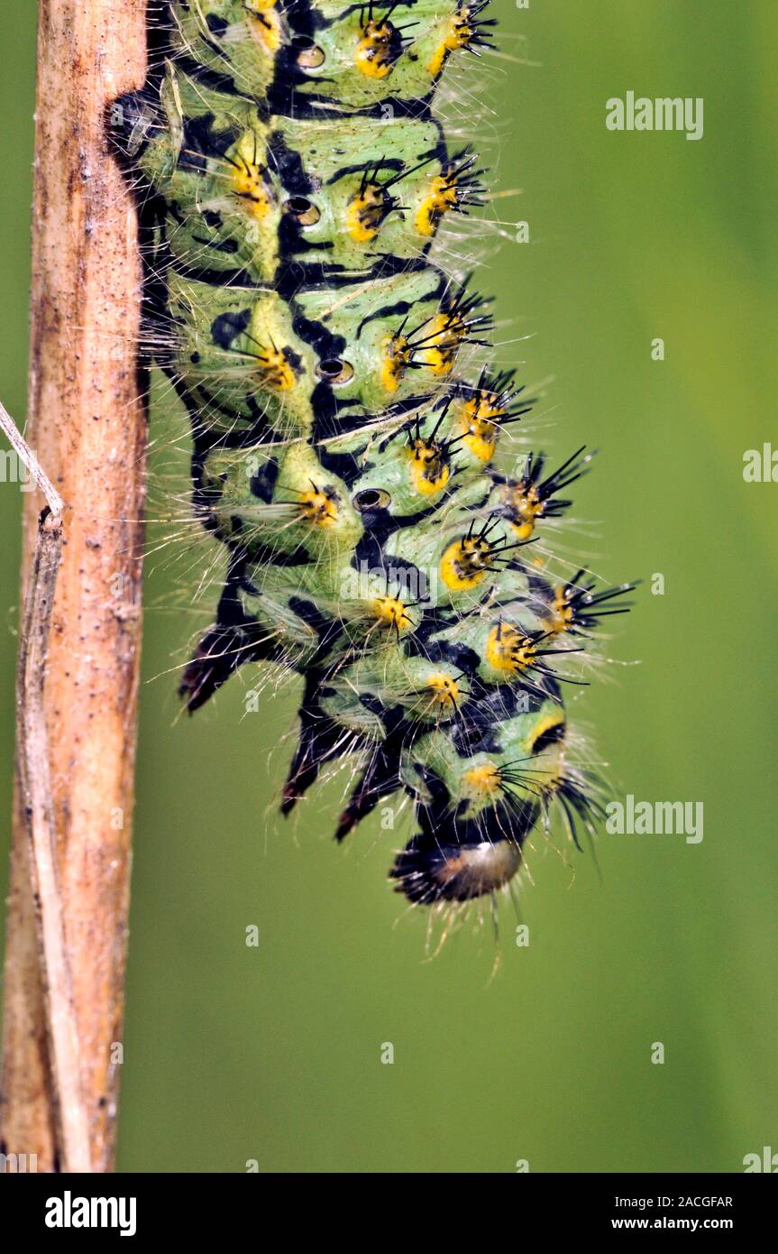 Emperor Moth larva (Saturnia pavonina) beginning to spin a cocoon ...