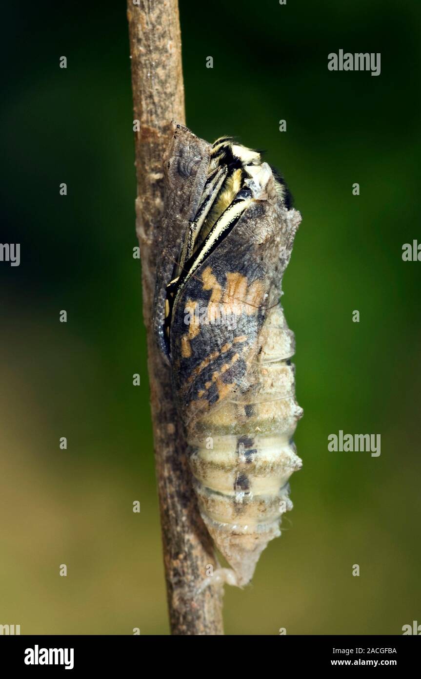 Common Swallowtail butterfly emerging from a chrysalis (Papilio machaon ...