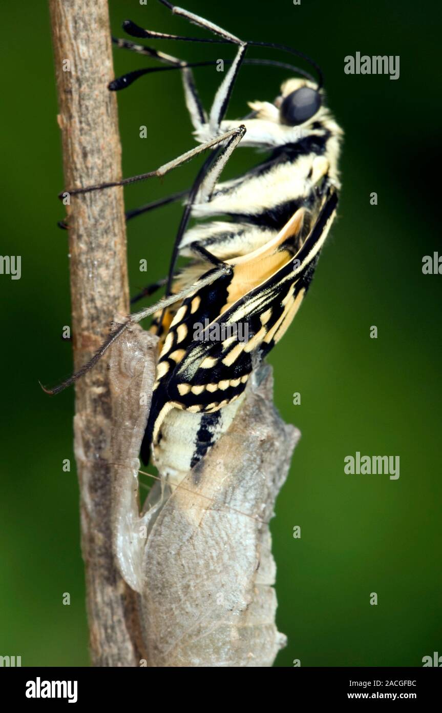 Common Swallowtail butterfly emerging from a chrysalis (Papilio machaon ...